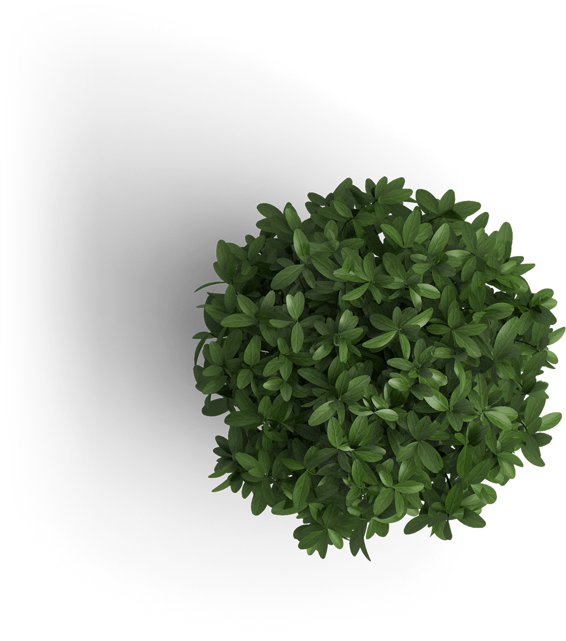 Download Object Plant 1 - Plant Top View Png - HD Transparent PNG ...