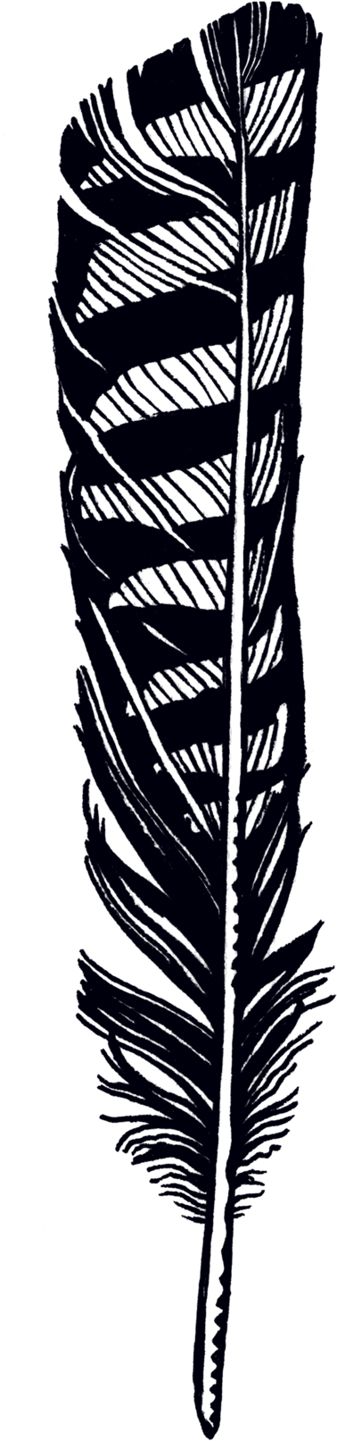 Download Hawk Feather - Black And White Ink Feather Drawing - HD ...