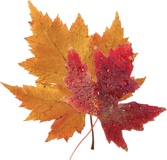 Download HD Fall Foliage Png - Real Fall Leaves Transparent Transparent ...