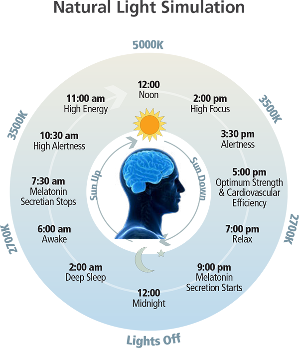 Download Natural Light Simulation Chart - Natural Light - HD ...