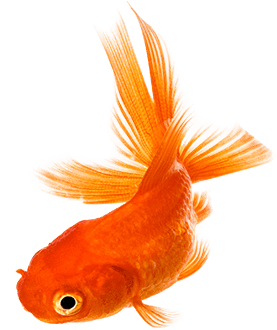 Download HD Golden Fish Png Transparent PNG Image - NicePNG.com