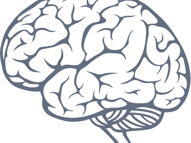 Download Brain Png Transparent Images - Brain Outline - HD Transparent ...