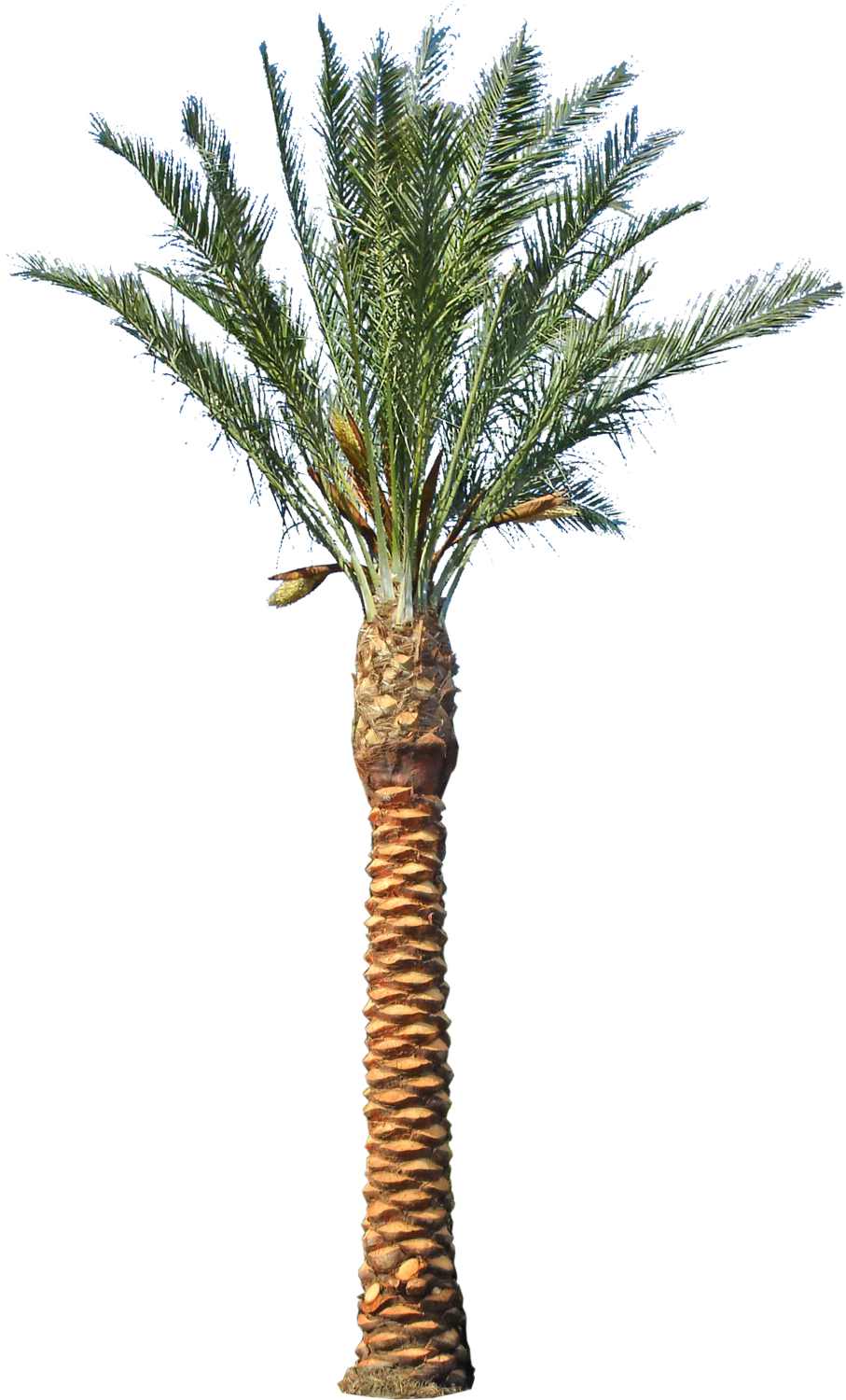Download Date Palm Tree Transparent - HD Transparent PNG - NicePNG.com