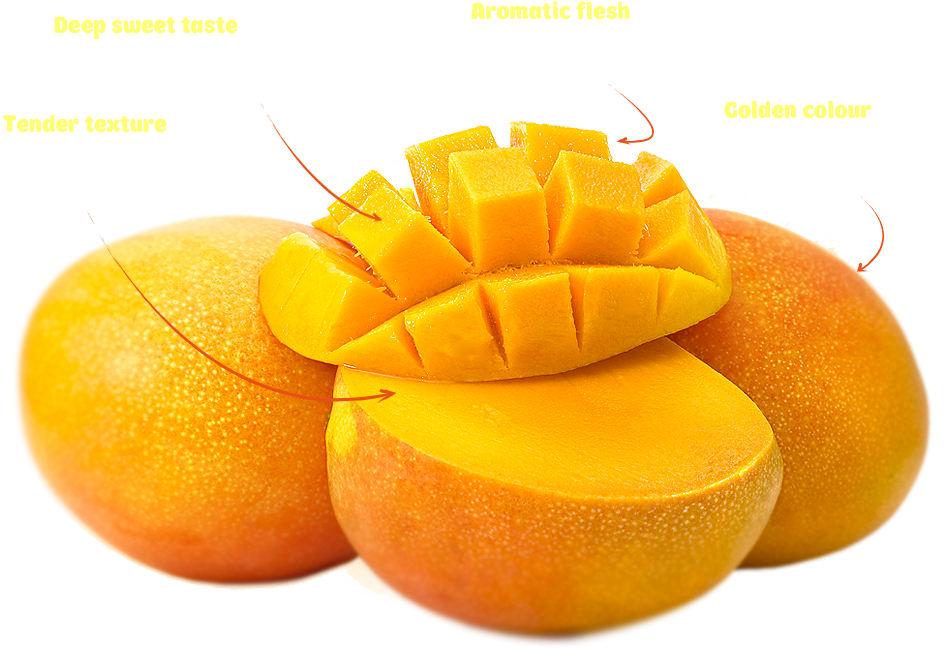 Download HD Alphonso Mango Png - Alphonso Mangoes Transparent PNG Image ...