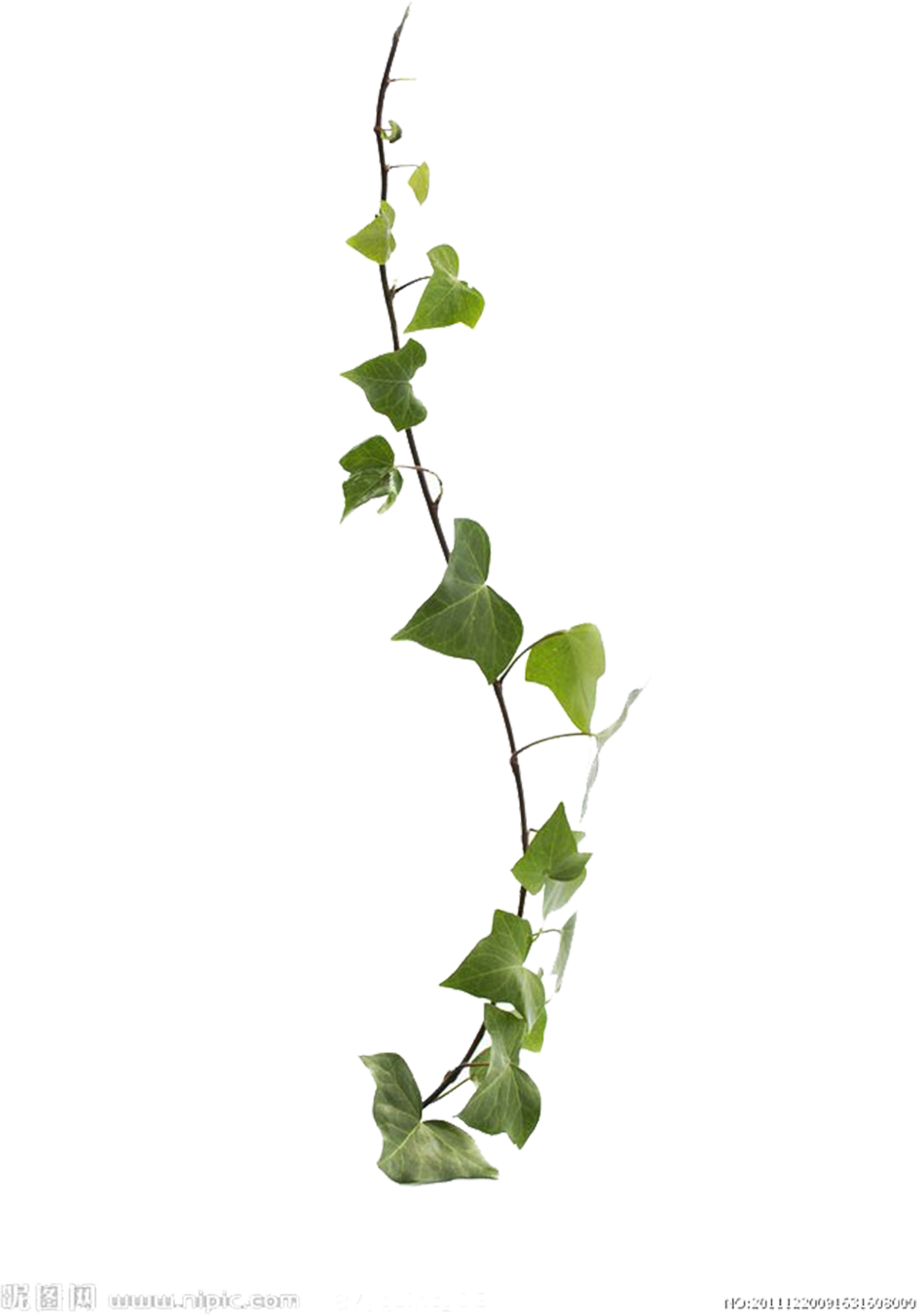 Download Common Ivy Virginia Creeper Vine Leaf Plant - Creeper Plant ...