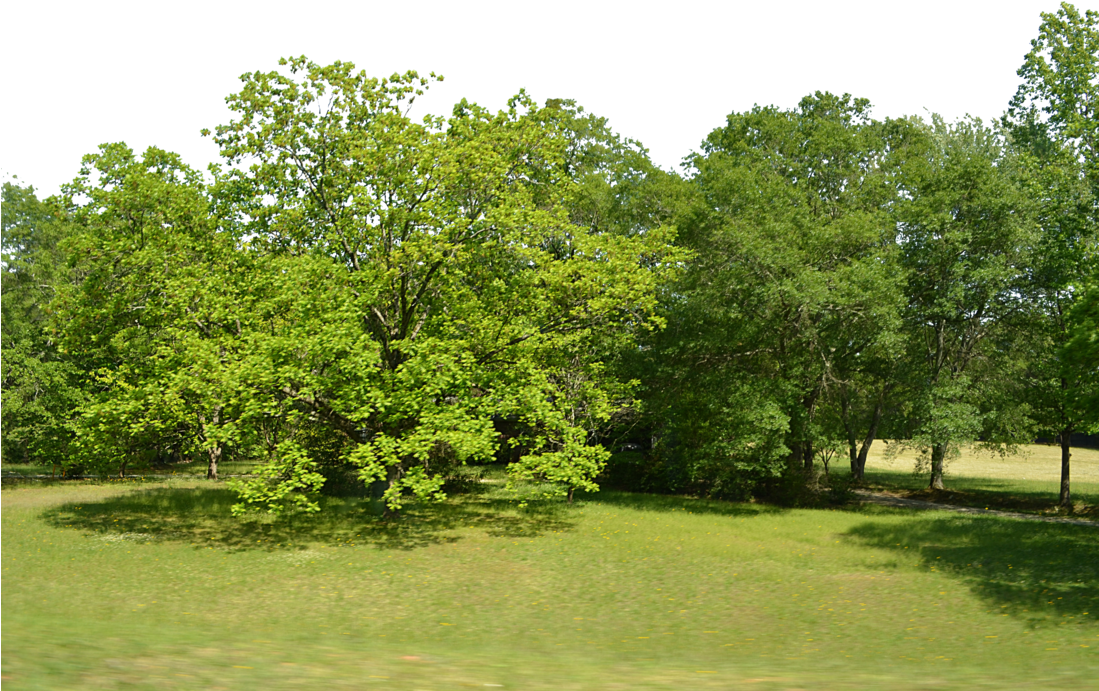 Download Rainforest - Forest Landscape Forest Png - HD Transparent PNG ...