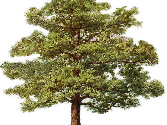 Download Fabulous Tree Transparent Background X With 25 Cool - Tree ...