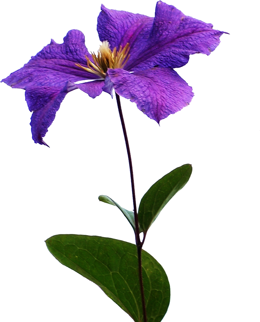 Download HD Portable Network Graphics Transparent PNG Image - NicePNG.com