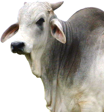 Download HD Toro - Ganado Png Transparent PNG Image - NicePNG.com