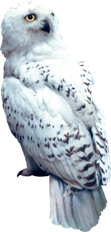 Download HD Hedwig Png - Harry Potter And The Sorcerer's Stone Hedwig ...
