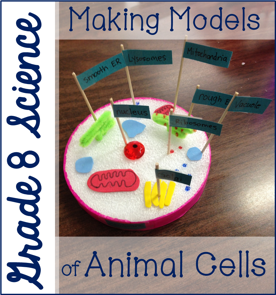 Animal Cell Model 5th Grade