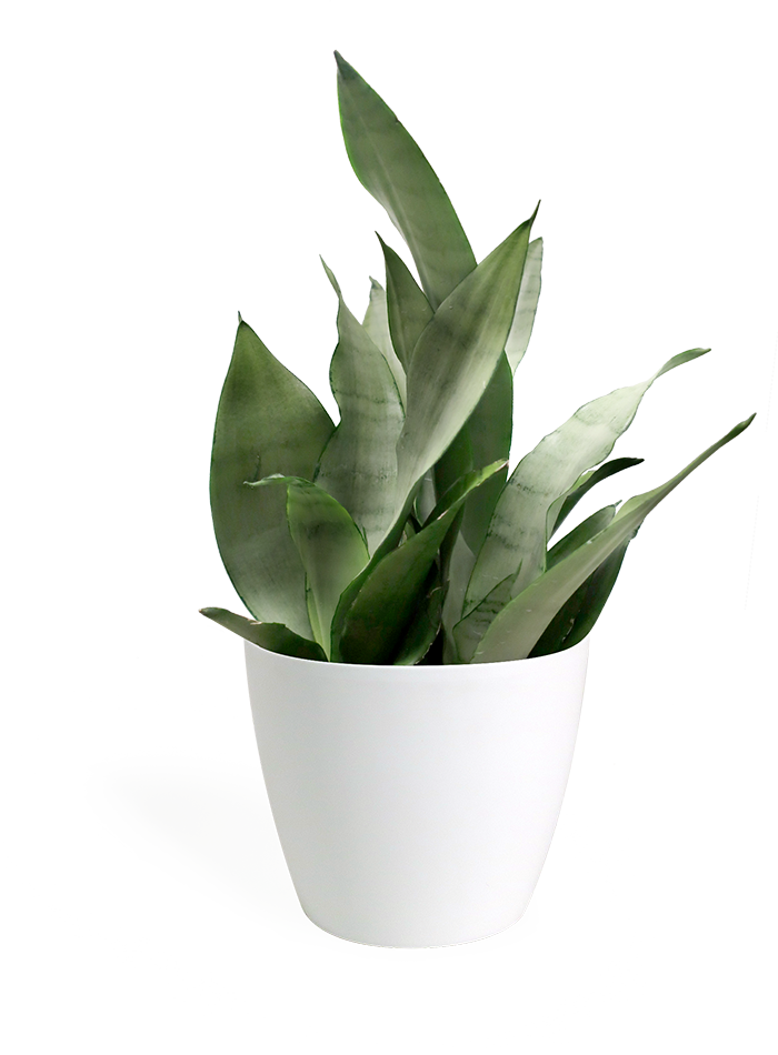 Download Sansevieria Moonshine Small - Sansevieria - HD Transparent PNG ...