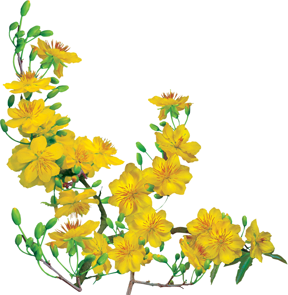 Download Cành Đào Png, Hoa Đào Psd, Hoa Đào Vector Free Download ...