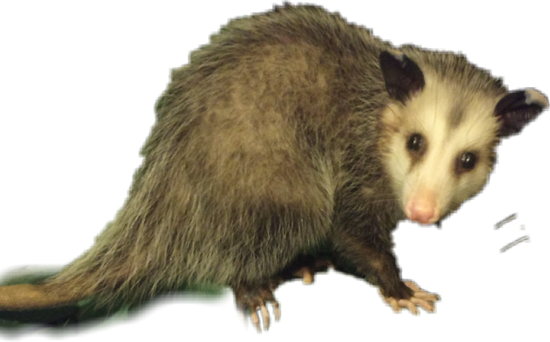 Download HD Opossum Transparent PNG Image - NicePNG.com