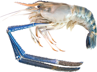 Download HD Fresh Water Scampi - Fresh Water Prawn Png Transparent PNG ...