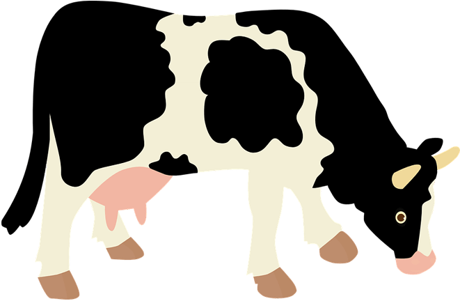 Download HD Cow With No Background Transparent PNG Image - NicePNG.com