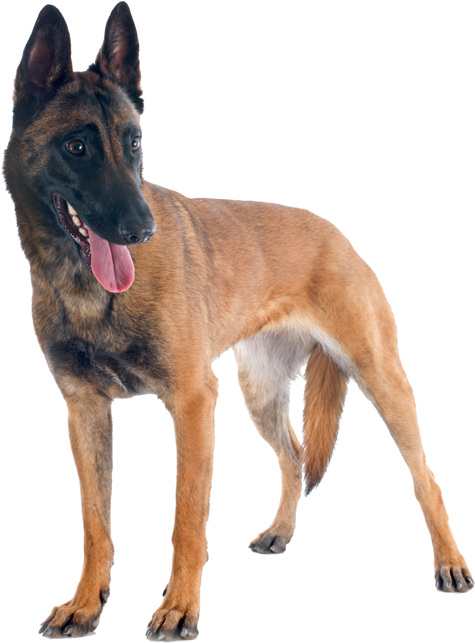 Download HD Clipart Resolution 1500*1500 Transparent PNG Image ...