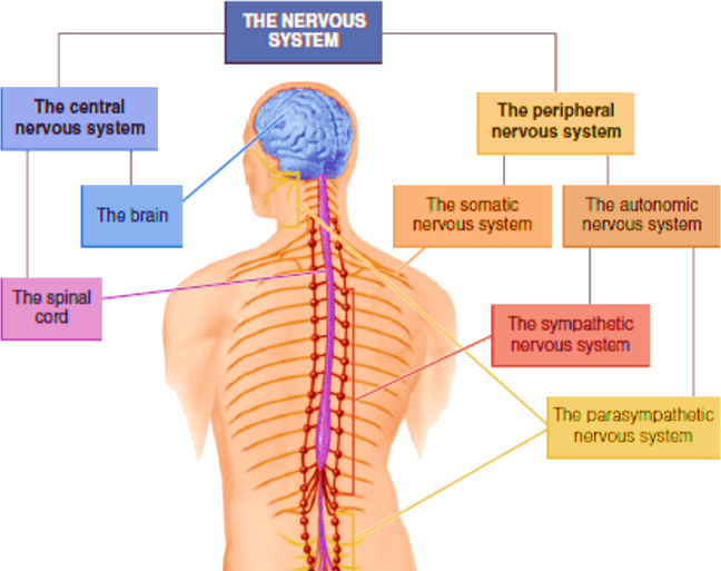 Download Image Of Components Of Nervous System - Peripheral Nervous ...
