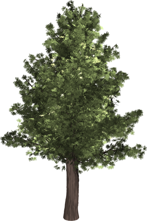 Download Tree, Evergreen, Isolated, Pine, Spruce, Redwood - Tree Png ...