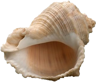 Lord Of The Flies Conch