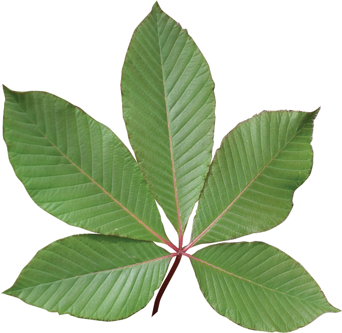 Download HD Compound Transparent PNG Image - NicePNG.com