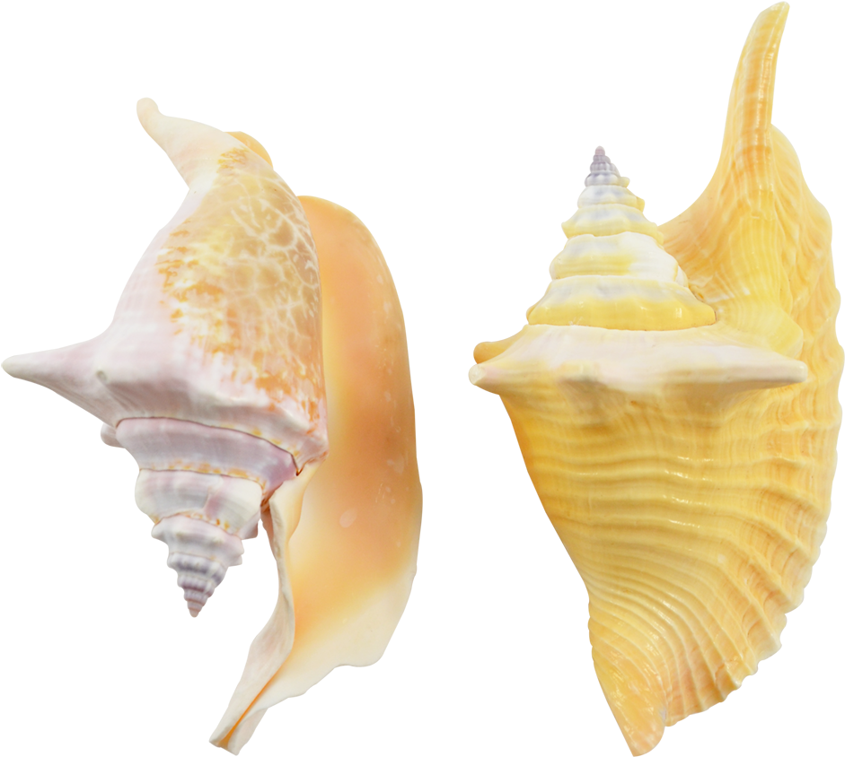 Download Rooster Conch Decorative Shell Seashells 4-6" - HD Transparent ...