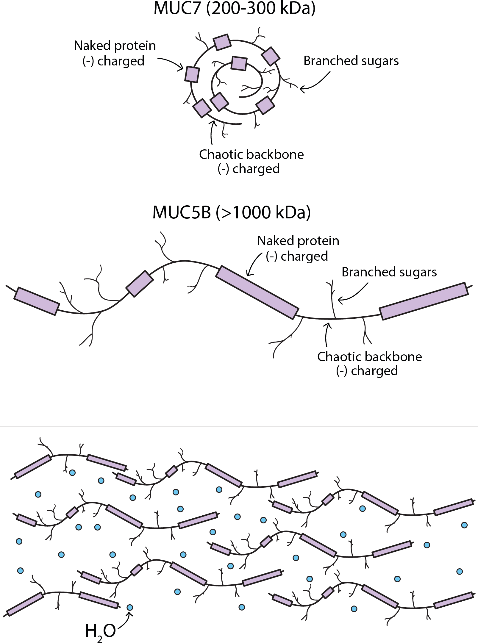 Download The Two Mucin Proteins Found In Saliva - Diagram - HD ...