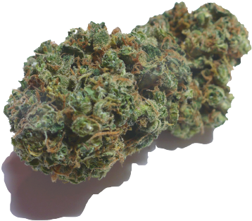 Blunt Transparent Mlg