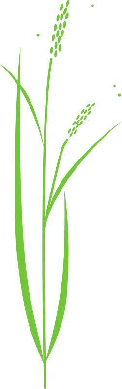 Download HD Rice Crop Clipart Png Transparent PNG Image - NicePNG.com