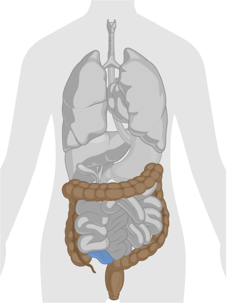 Download Gi Tract Rectum Colon Small Intestine Portion - Digestive ...