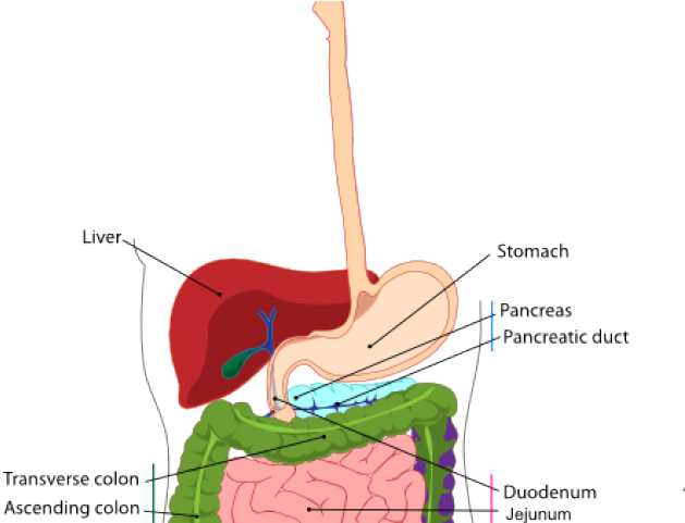 Download Small Intestine Cliparts - Appendix Is Located Close - HD ...