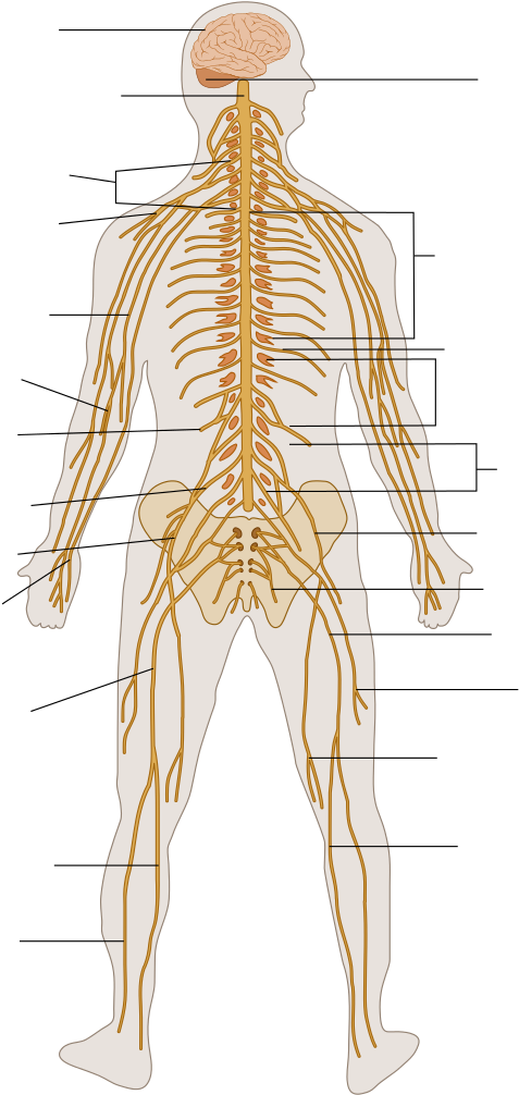 Download The Human Nervous System - Nervous System Diagram Unlabeled ...
