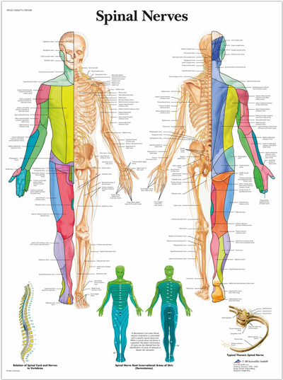 Download Anatomical Chart - Spinal Nerves - Spinal Nerve Root ...