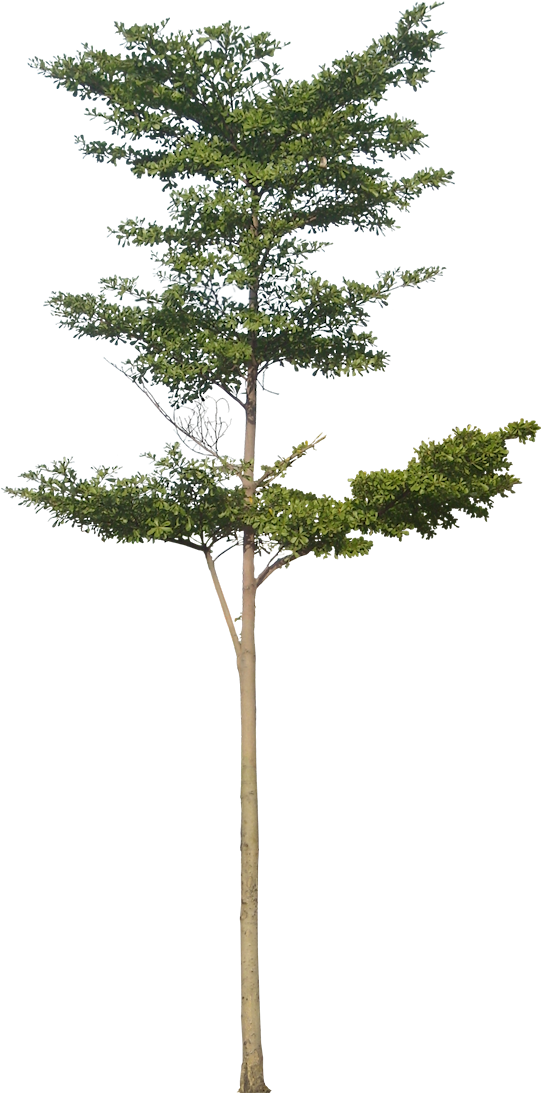 Download 20 Free Tree Png Images - Trees Png - HD Transparent PNG ...
