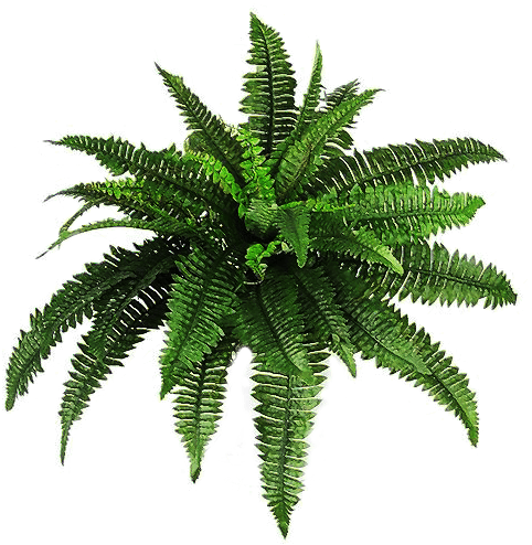 Download Download - Plant Overlay Png - HD Transparent PNG - NicePNG.com