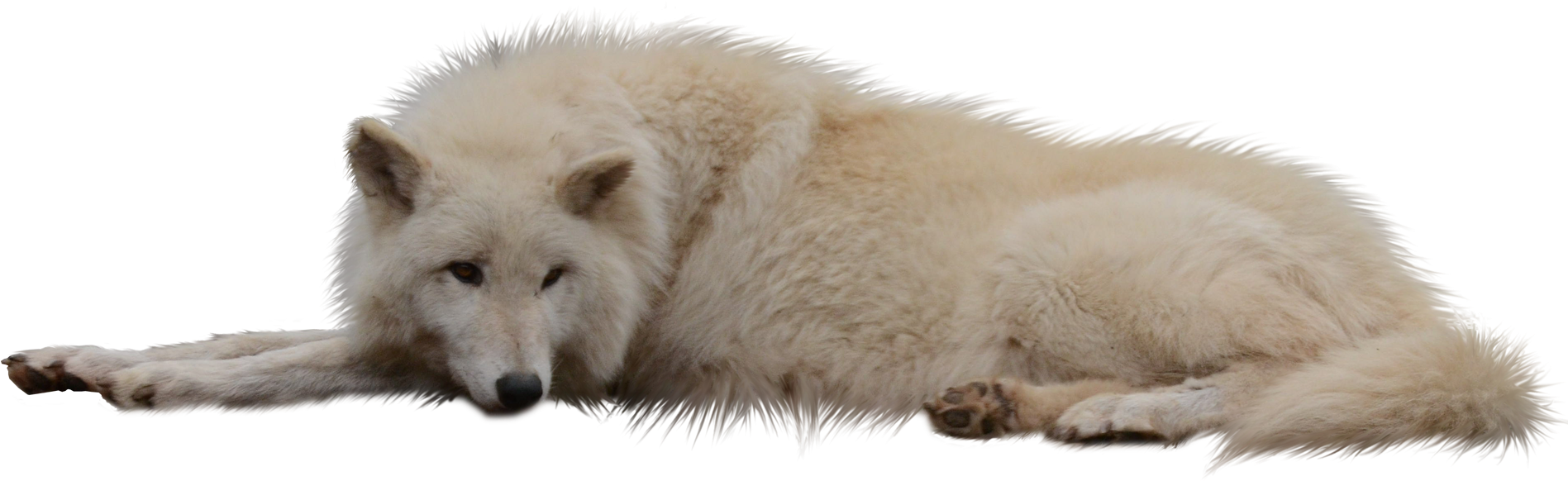 Download Laying White Wolf Png By Raynexstorm-d77qyll - White Wolf Png ...