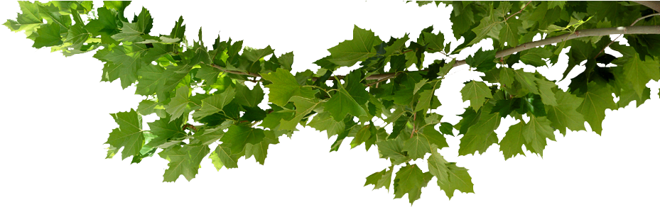 Download Tree Branch Png - Tree Branch Png Transparent - HD Transparent ...