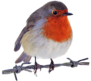 Download Robin Clipart - Robin Red Breast Png - HD Transparent PNG ...