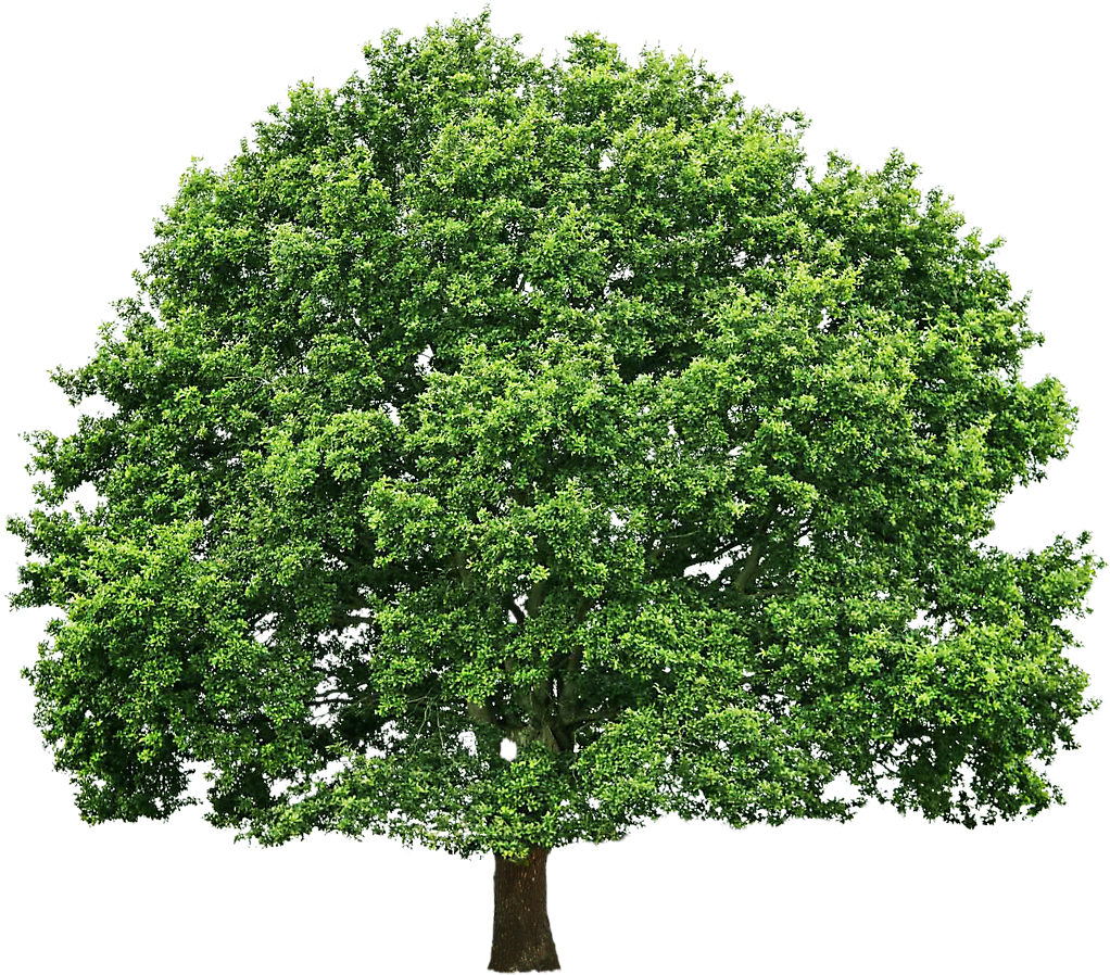 Download Tree Png - Tree Top View Texture - HD Transparent PNG ...