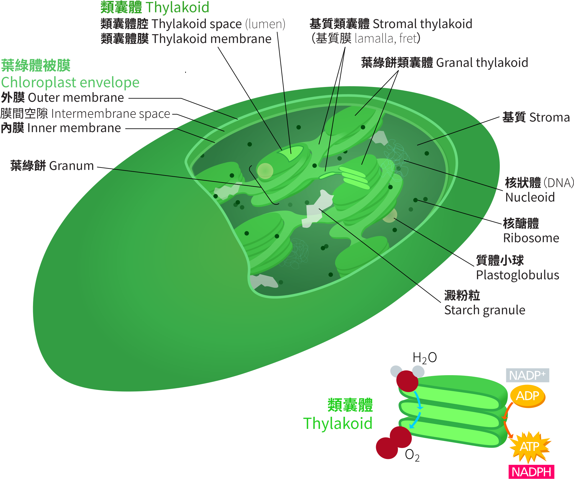 Download Chloroplast Zh Hant - Chlorophyll In The Thylakoid - HD ...