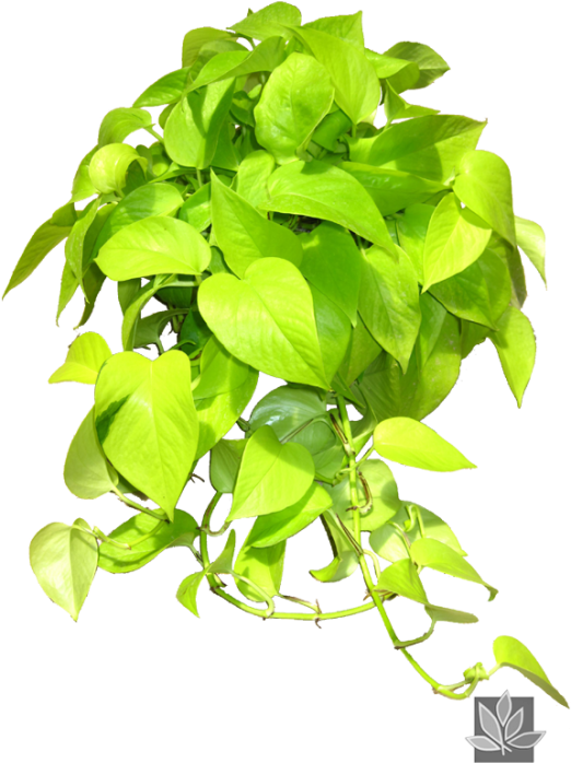 Download HD Neon Pothos Pothos Neon Plant Interscapes Indoor Office ...