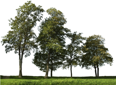 Download Big Trees Group - Australian Trees Cut Out - HD Transparent ...