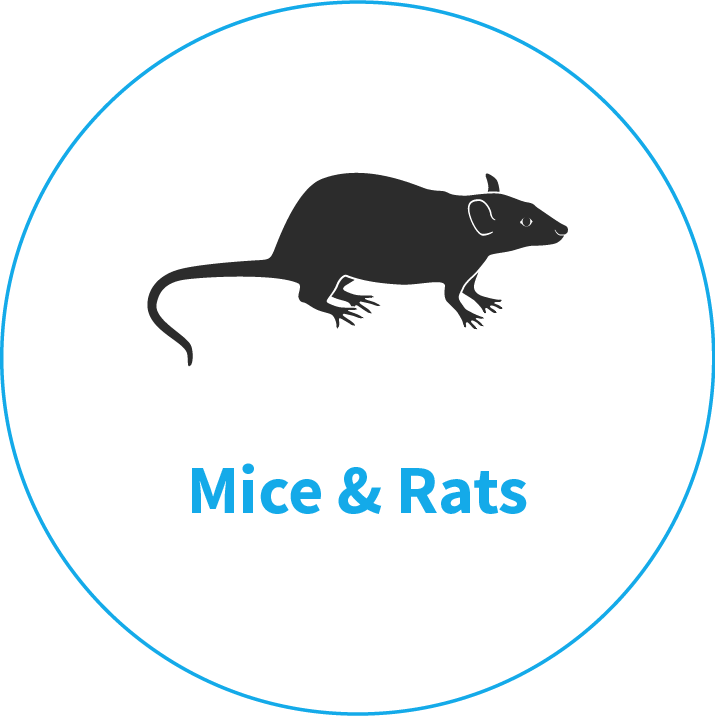 Download HD Rodent Pest Control King's Lynn - Rat Transparent PNG Image ...
