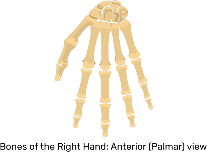 Download Palmar View Of Hand And Wrist Bones - Bones Of The Wrist And ...