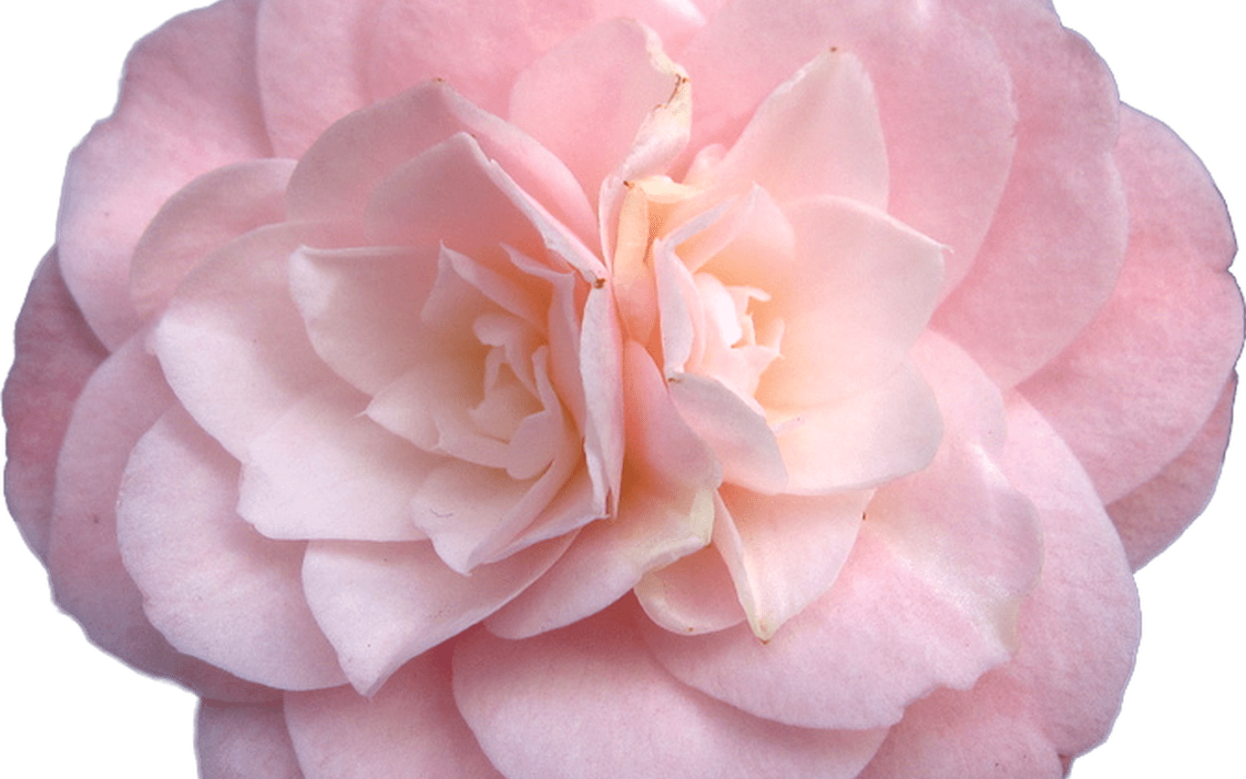 Download Tumblr Pink Flower Rosegold Aesthetic Rose Freetoedit - Pink ...