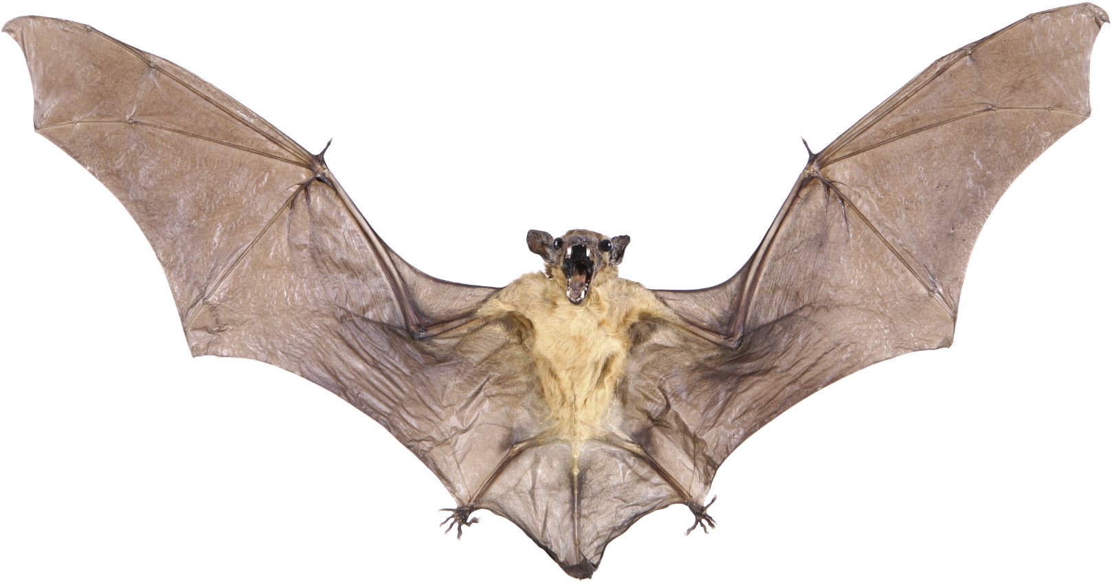 Download Real Bat Png Image With Transparent Background - Real Bat Png ...