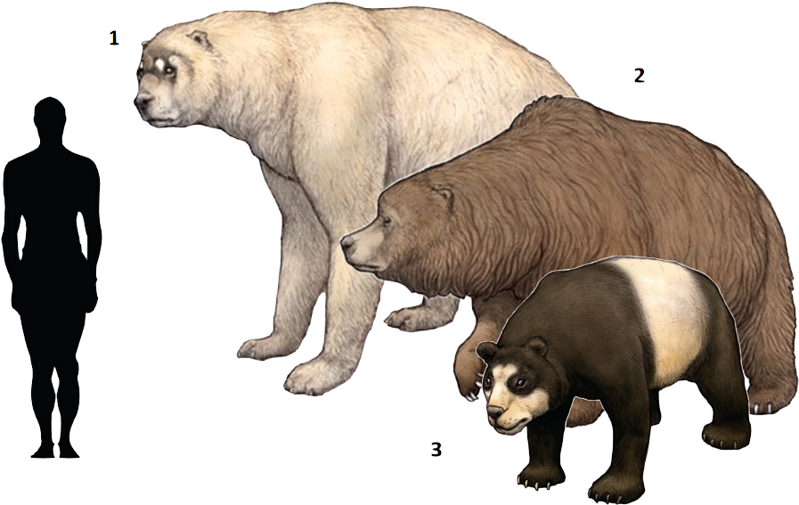 Download HD Extinct Clipart Ice Age Animal - Short Faced Bear Cave Bear ...
