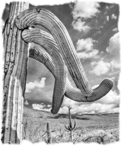 Download HD Monochrome Transparent PNG Image - NicePNG.com