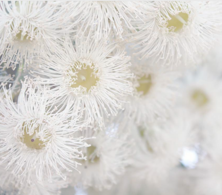 Download HD Watermark-flower - Flowers Watermark Transparent PNG Image ...