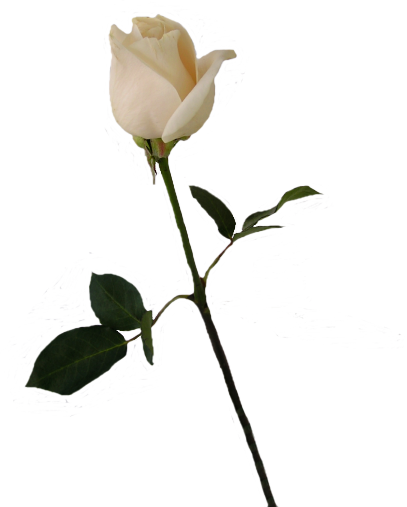 Download HD Flower Stems Png - White Rose Bud Transparent Transparent ...